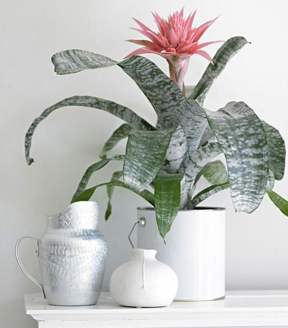 12 Gorgeous Tiger Pattern Houseplants to Brighten Your Space