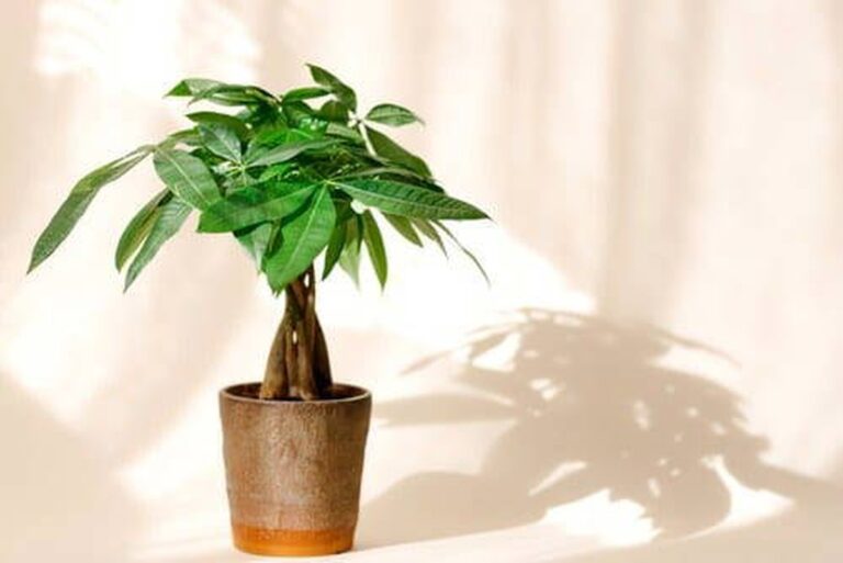 14 Charming Dwarf Tree-Like Houseplants for Cozy Home Spaces
