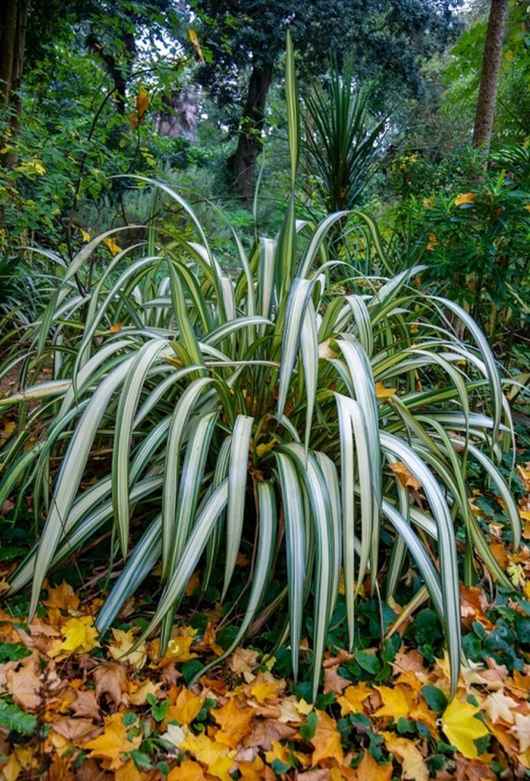 22 Stunning Plants with Sword Shaped Leaves to Freshen Your Space