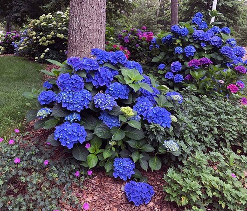 50 Vibrant Plants to Grow Under Big Trees That Thrive in Shade