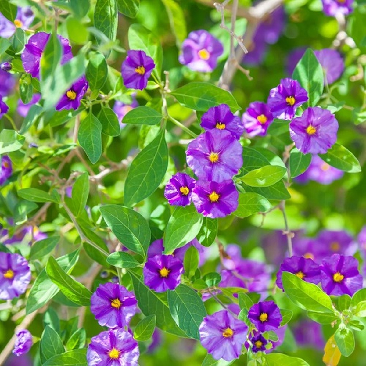 11 Vibrant Blue and Yellow Flowers for a Cheerful Garden