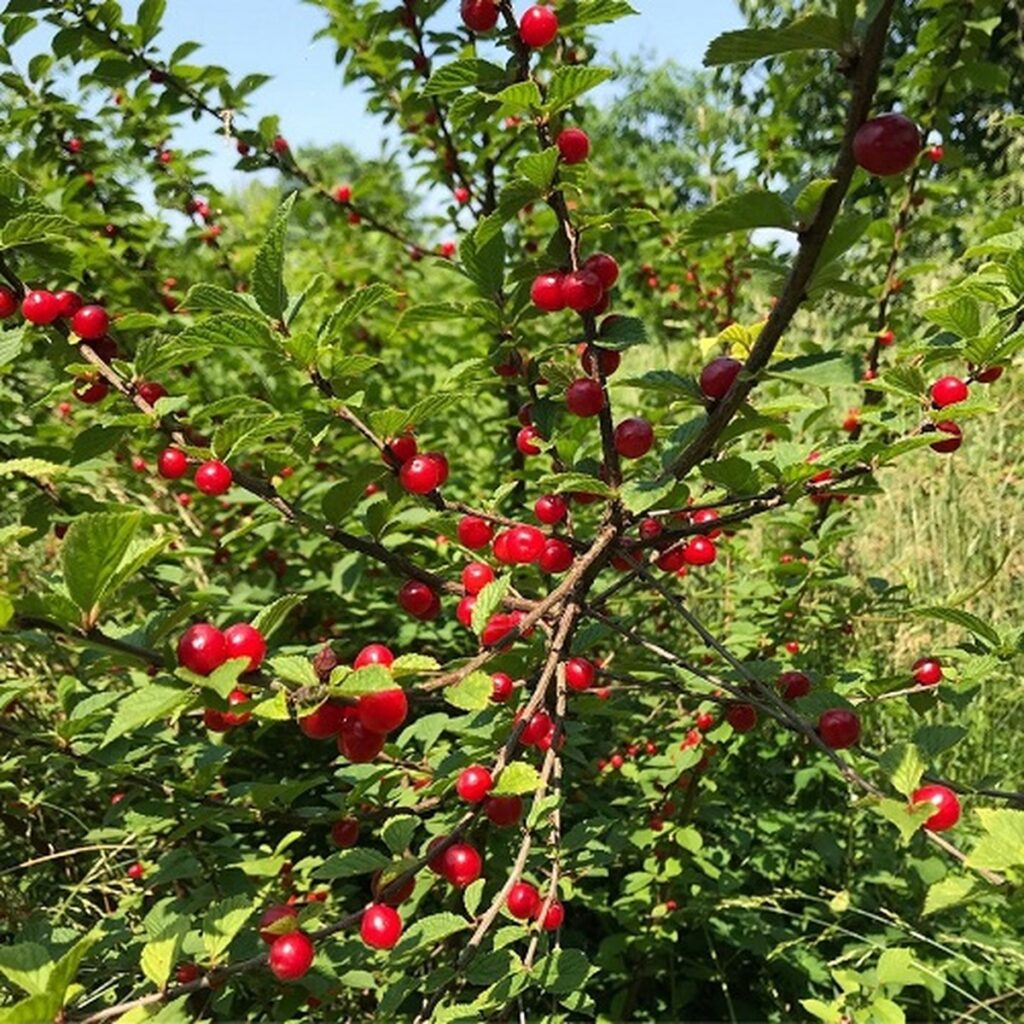 26 Gorgeous Shrubs and Bushes with Red Berries to Brighten Your Yard