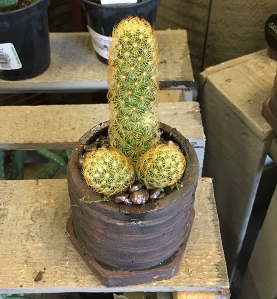 17 Amazing Plants That Look Like Human Body Parts