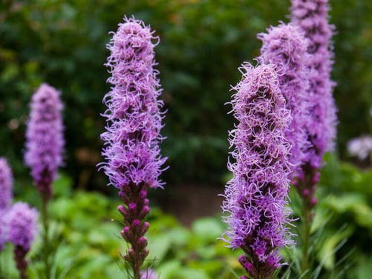 15 Stunning Purple Flowers That Thrive in Texas Gardens