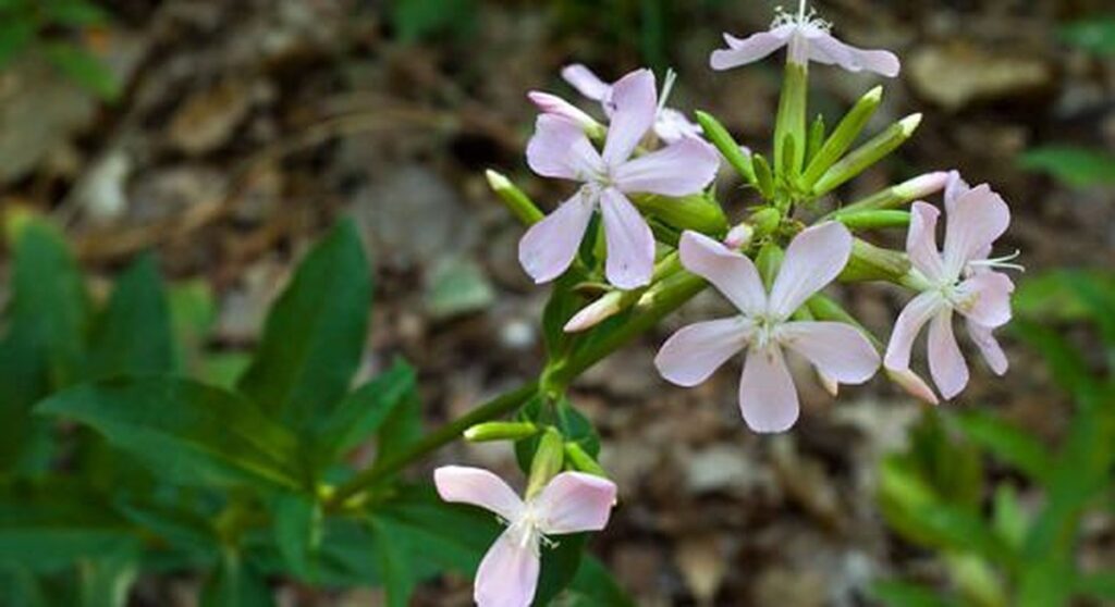 7 Plants That Work as Natural Soap Alternatives