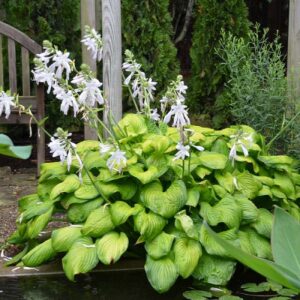 25 Stunning Purple Hostas To Brighten Your Garden Space