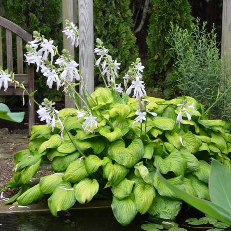 25 Stunning Purple Hostas To Brighten Your Garden Space