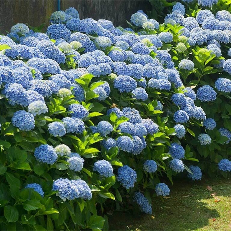 17 Stunning Types of Purple Hydrangea Varieties for Your Garden