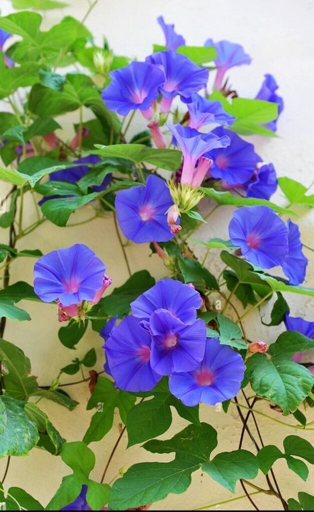 14 Breathtaking Royal Blue Flowers to Brighten Gardens