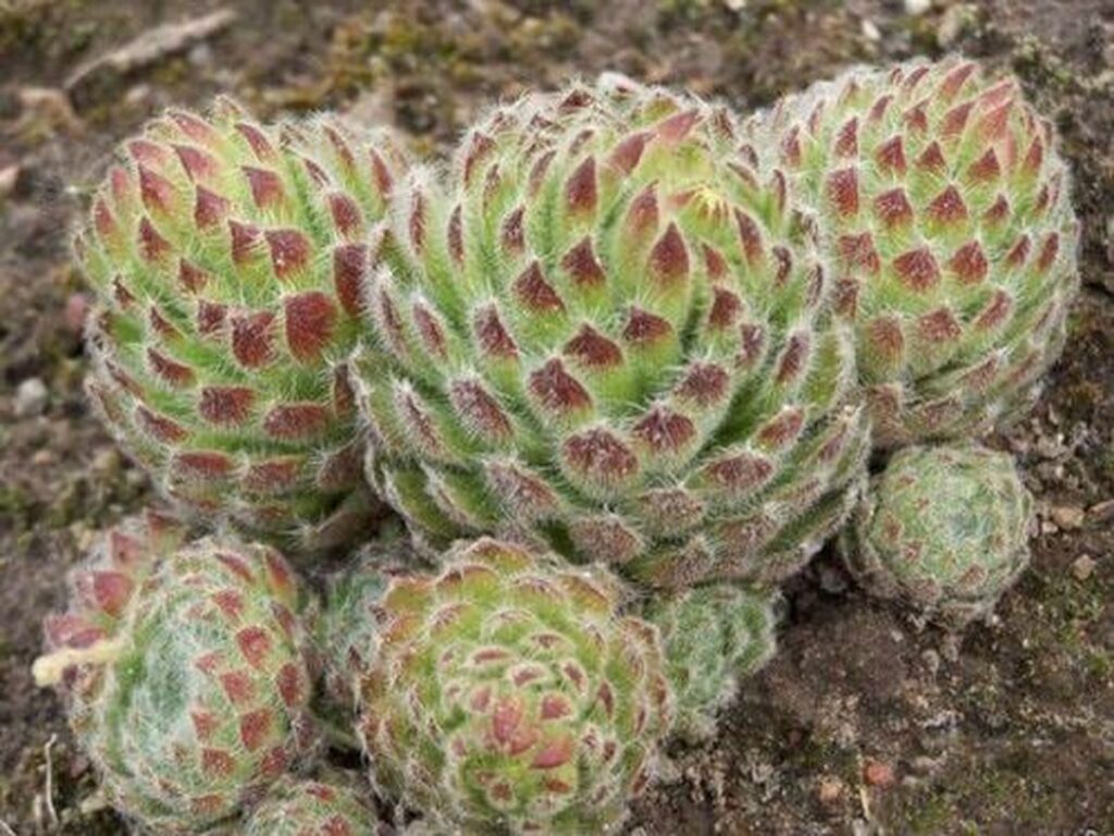 32 Amazing Types of Hens and Chicks Varieties to Discover