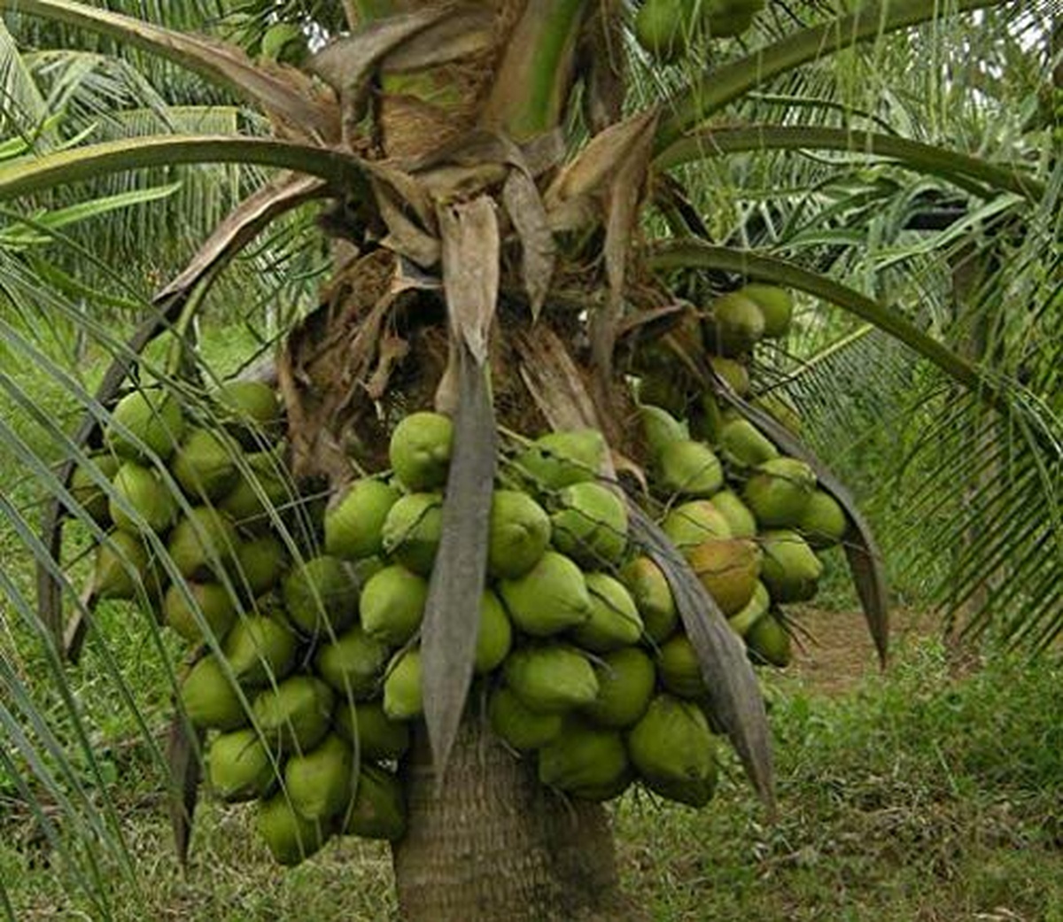 11 Fascinating Types Of Coconuts To Discover Today