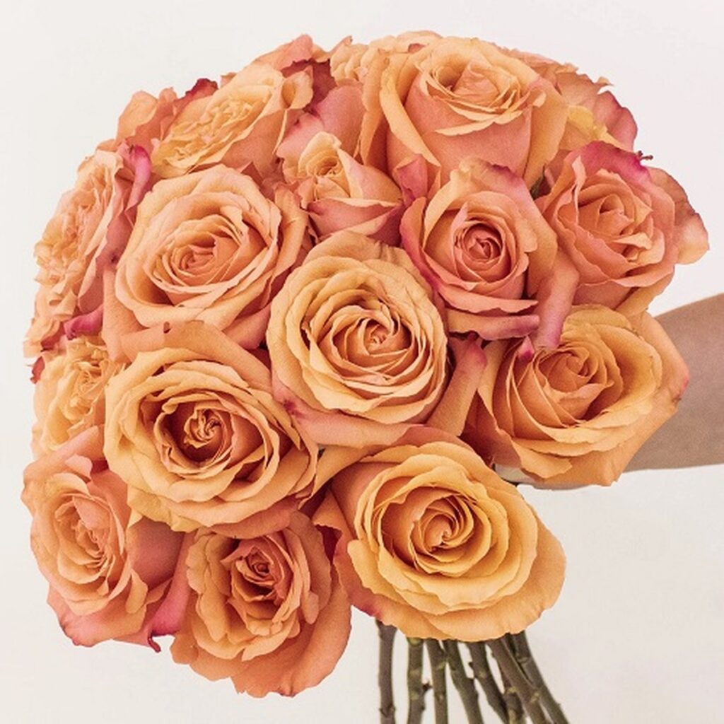7 Beautiful Brown Roses That Will Take Your Breath Away