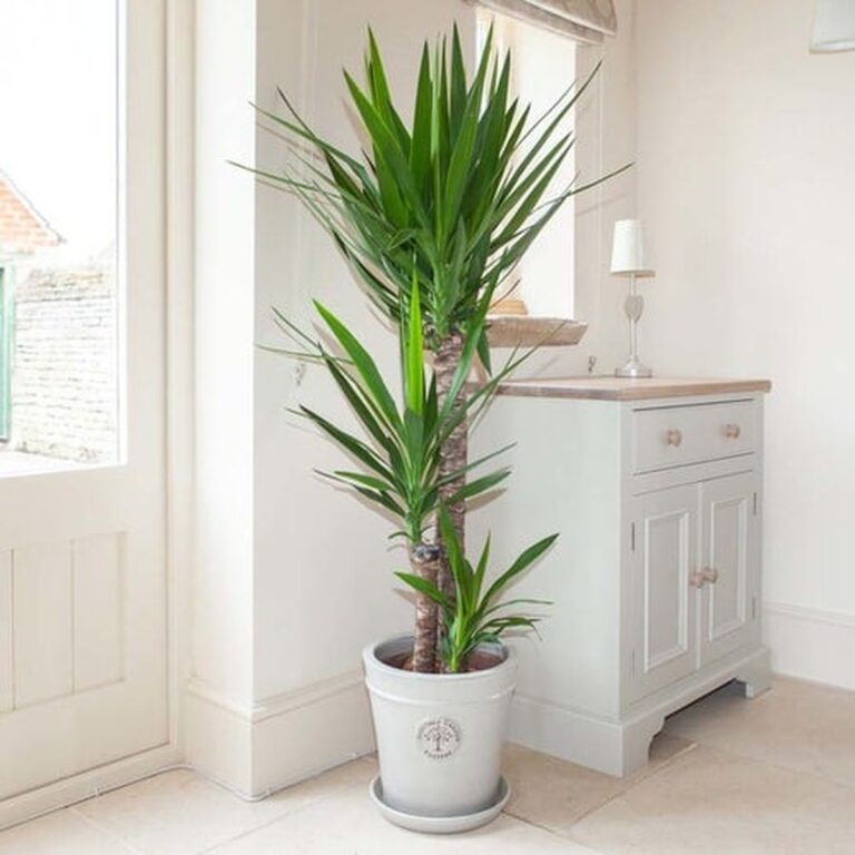 26 Enchanting Trees You Can Grow Indoors for a Cozy Oasis