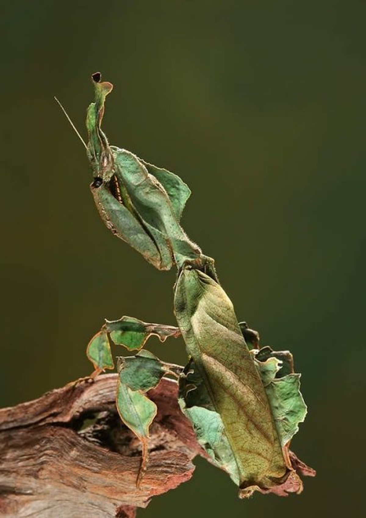 12 Fascinating Green Bugs That Look Like Leaves - Nature's Tricksters