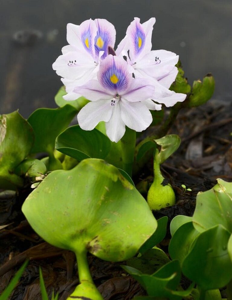 16 Eye-Catching Swamp Flowers That Thrive in Bogs and Marshes