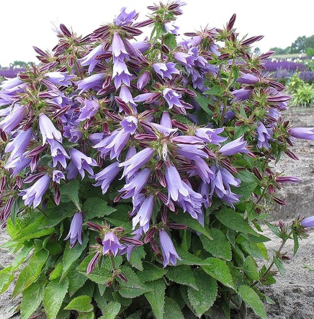 16 Beautiful Types of Campanula That Will Brighten Your Garden