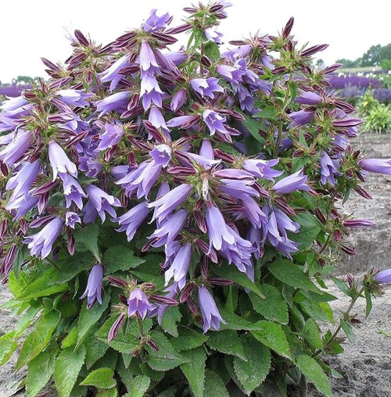 16 Beautiful Types of Campanula That Will Brighten Your Garden