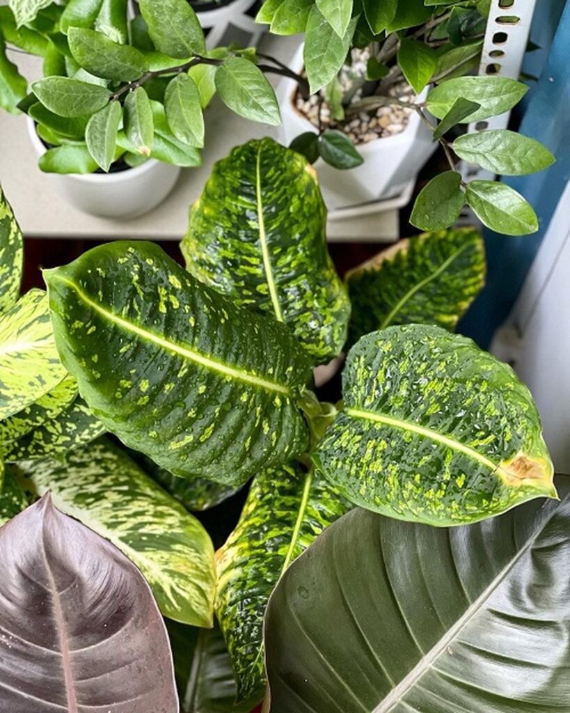 26 Stunning Dieffenbachia Plants That Will Brighten Your Home