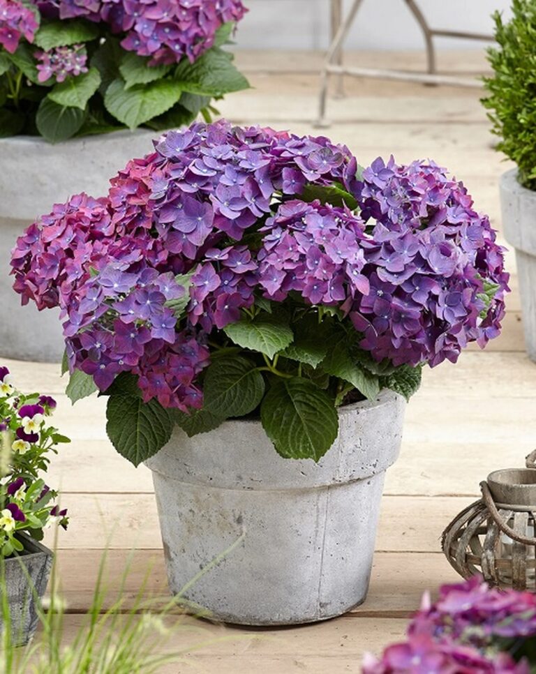 17 Stunning Types of Purple Hydrangea Varieties for Your Garden