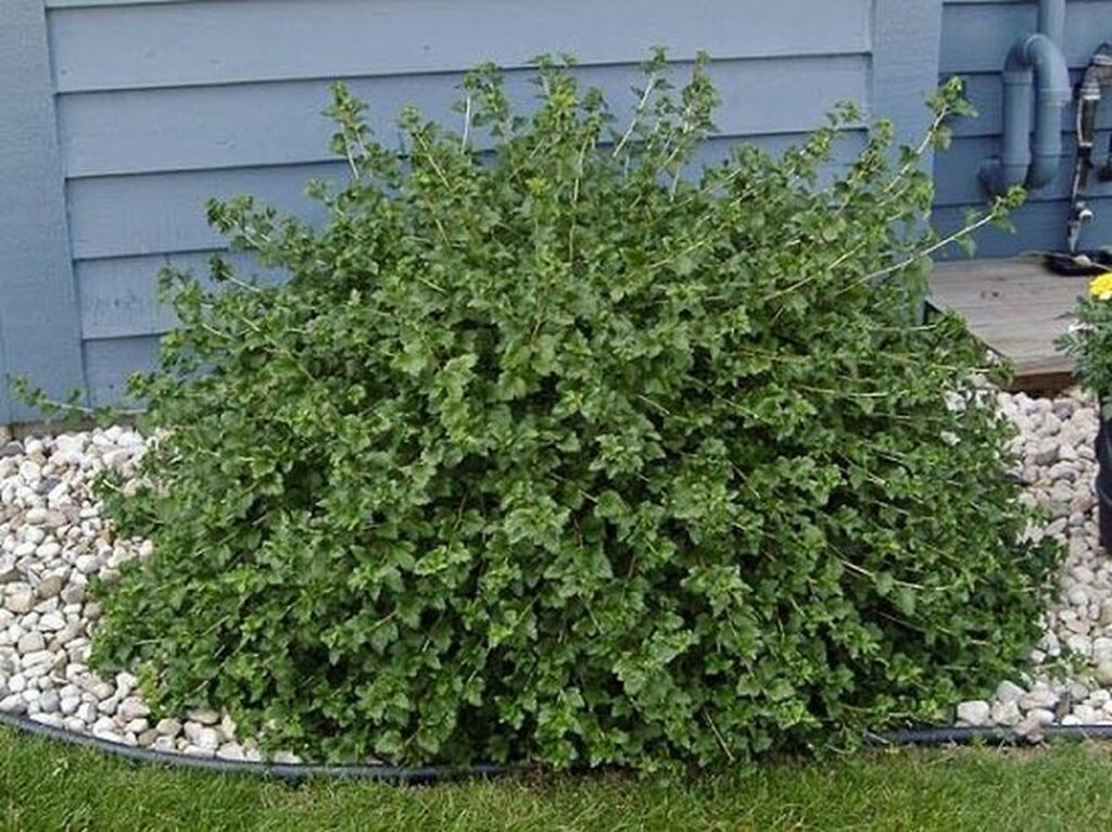 46 Gorgeous Shrubs for Shade That Thrive in Dim Corners
