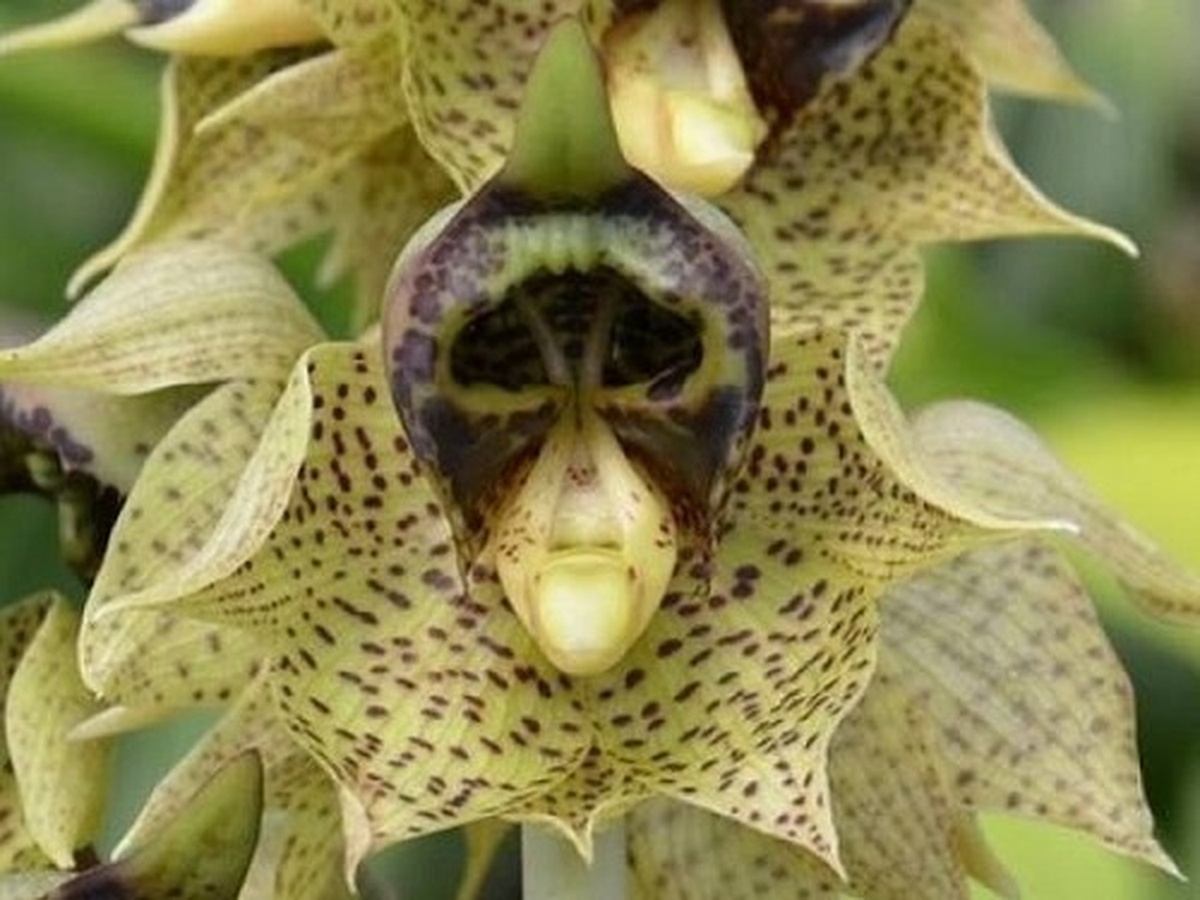 6 Mesmerizing Flowers That Look Like Skulls to Discover Today