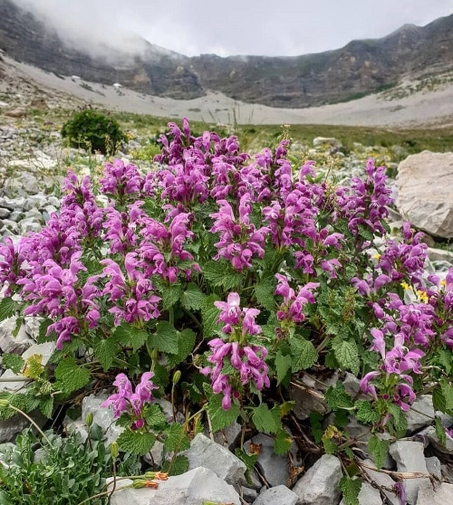 20 Stunning Lamium Varieties Perfect for Your Shady Garden