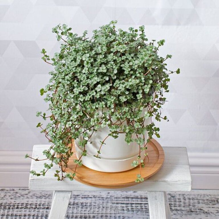 12 Stunning Round Leaf Houseplants That Brighten Any Home