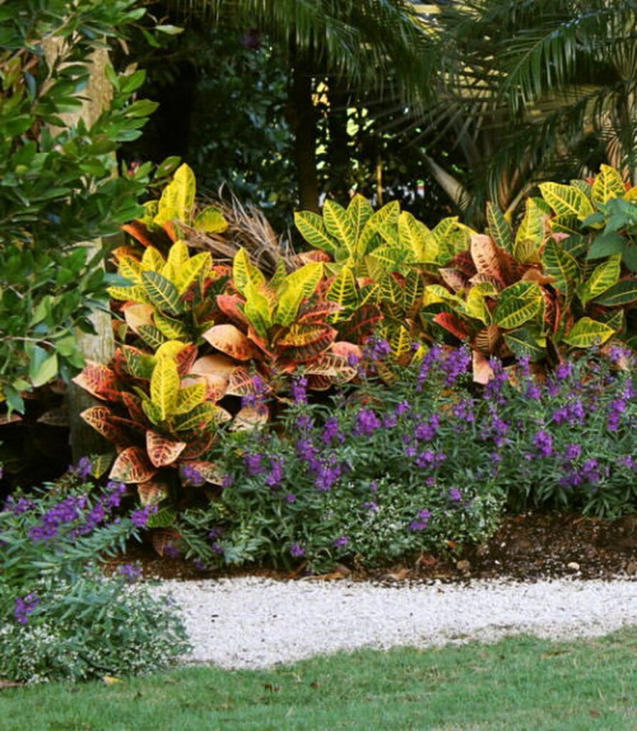 25 Breathtaking Landscaping with Croton Pictures to Inspire