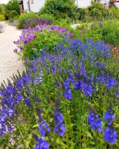 41 Beautiful Plants For Walkways That Charm Visitors