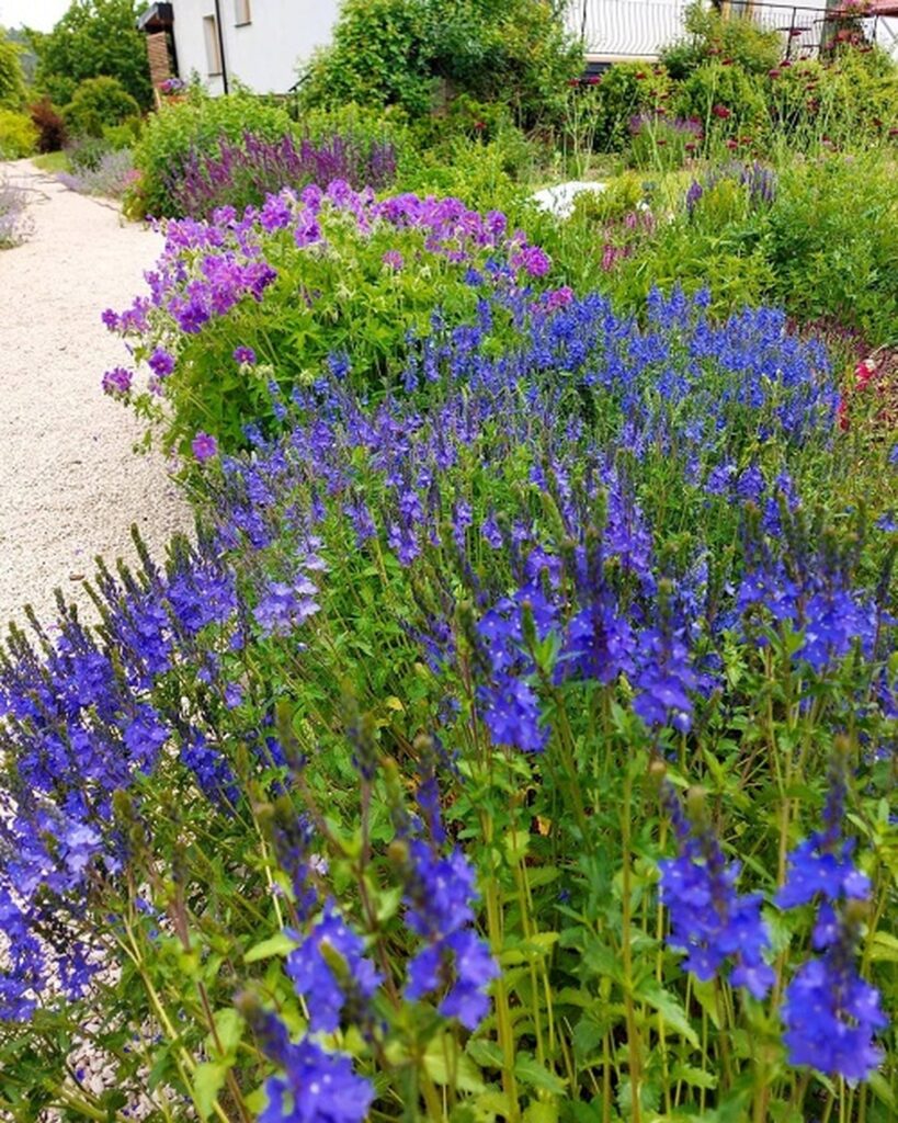 41 Beautiful Plants For Walkways That Charm Visitors