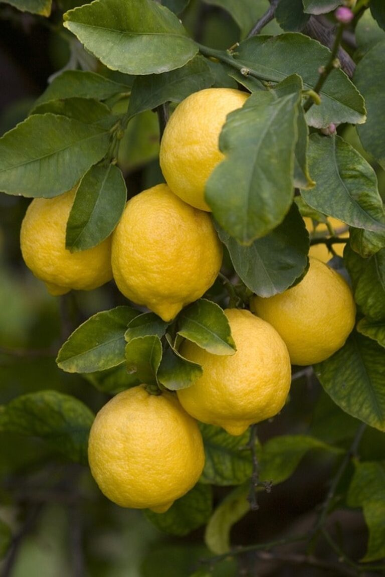 22 Different Types of Lemons (with Pictures)