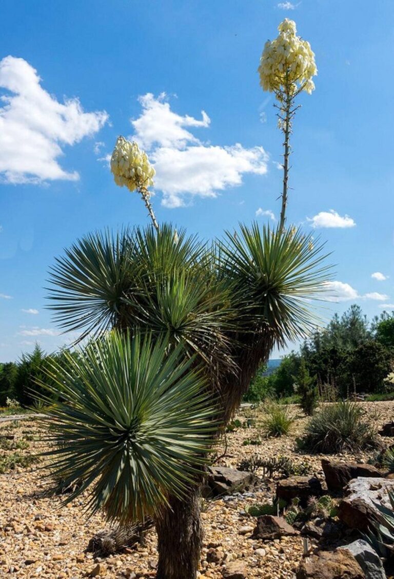 24 Stunning Yucca Plant Varieties for Your Garden Paradise