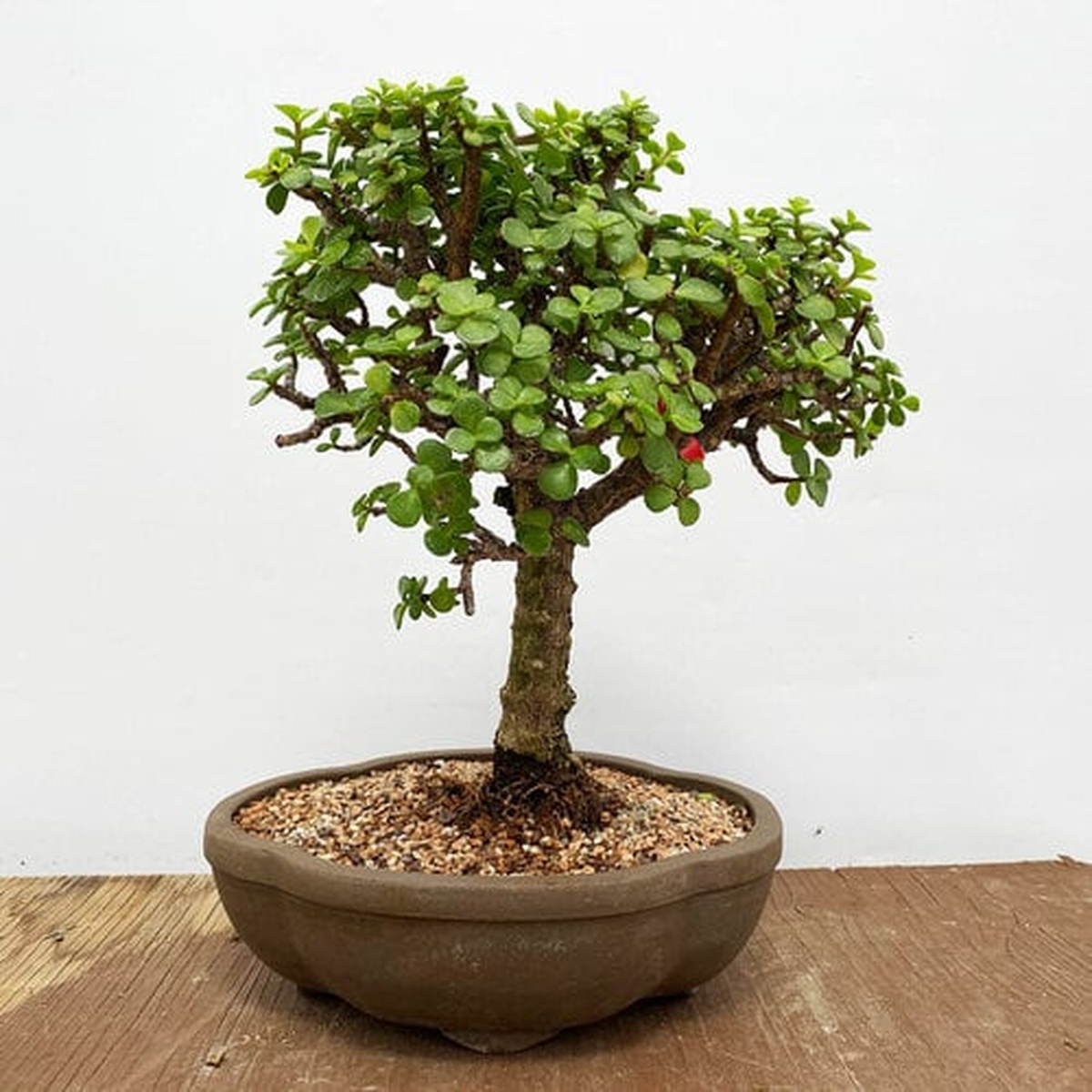 9 Stunning Elephant Bush Types: Discover Portulacaria Afra Varieties