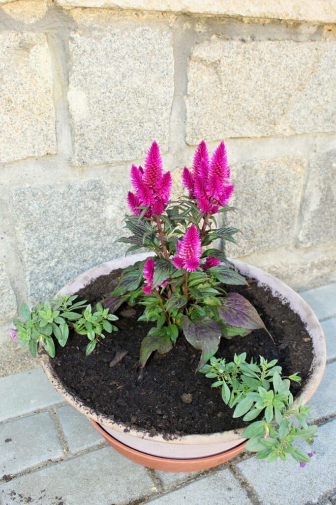 22 Beautiful Cone Shaped Flowers That Brighten Any Garden