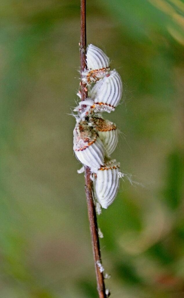 17 Tiny White Bugs That Look Like Lint: Spot Them Now!