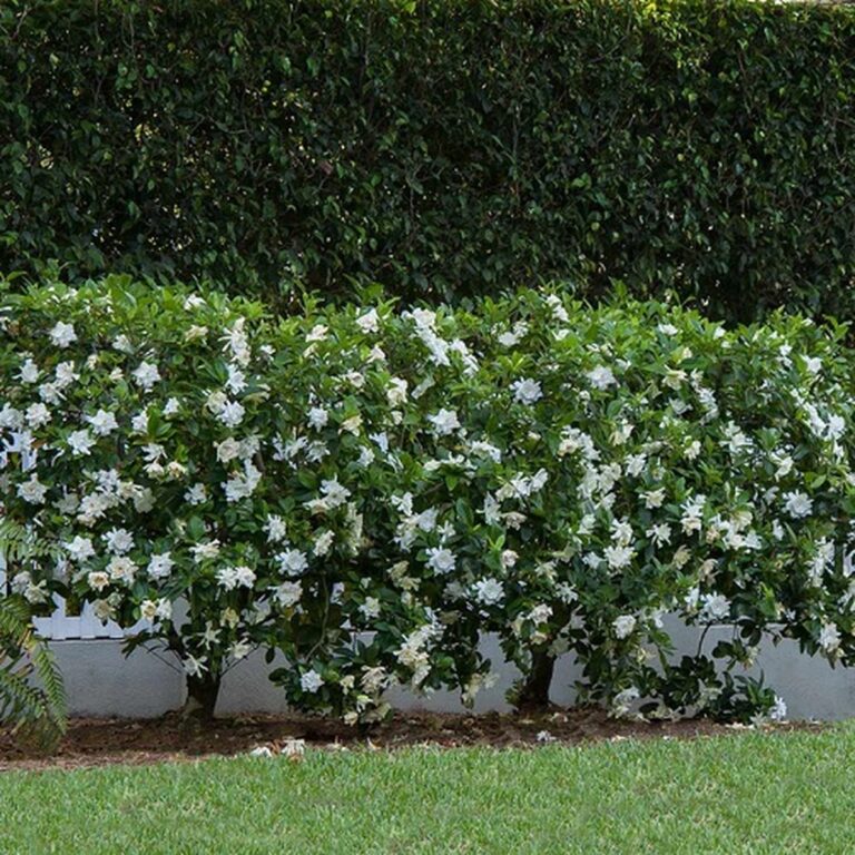 40 Brilliant Low Maintenance Hedge Plants for Effortless Gardens