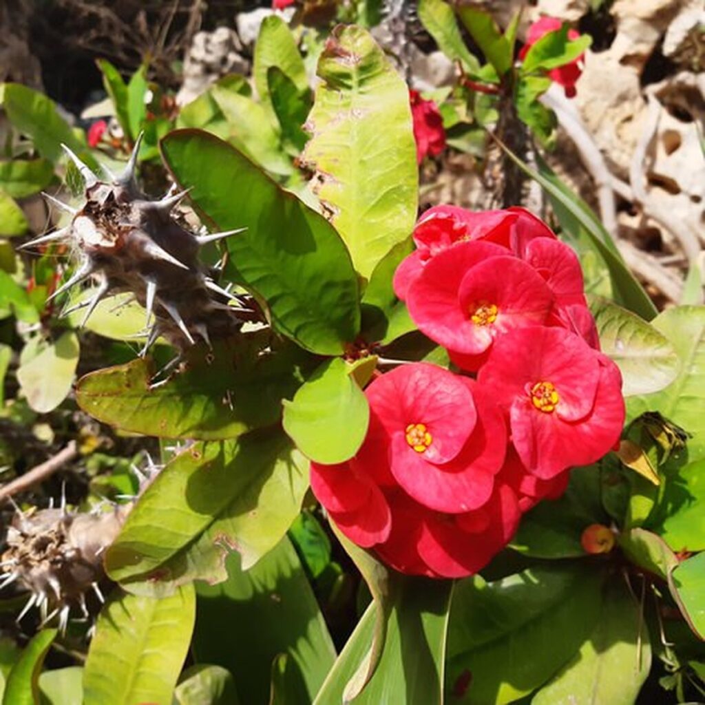 26 Fascinating Milky Sap Plants Every Garden Lover Should Know