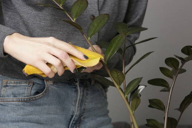8 Easy DIY Leaf Shiner Recipes for Stunning Plant Glow