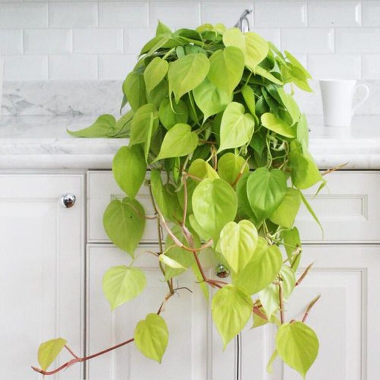 15 Stunning Houseplants that Look Like Pothos for Plant Lovers