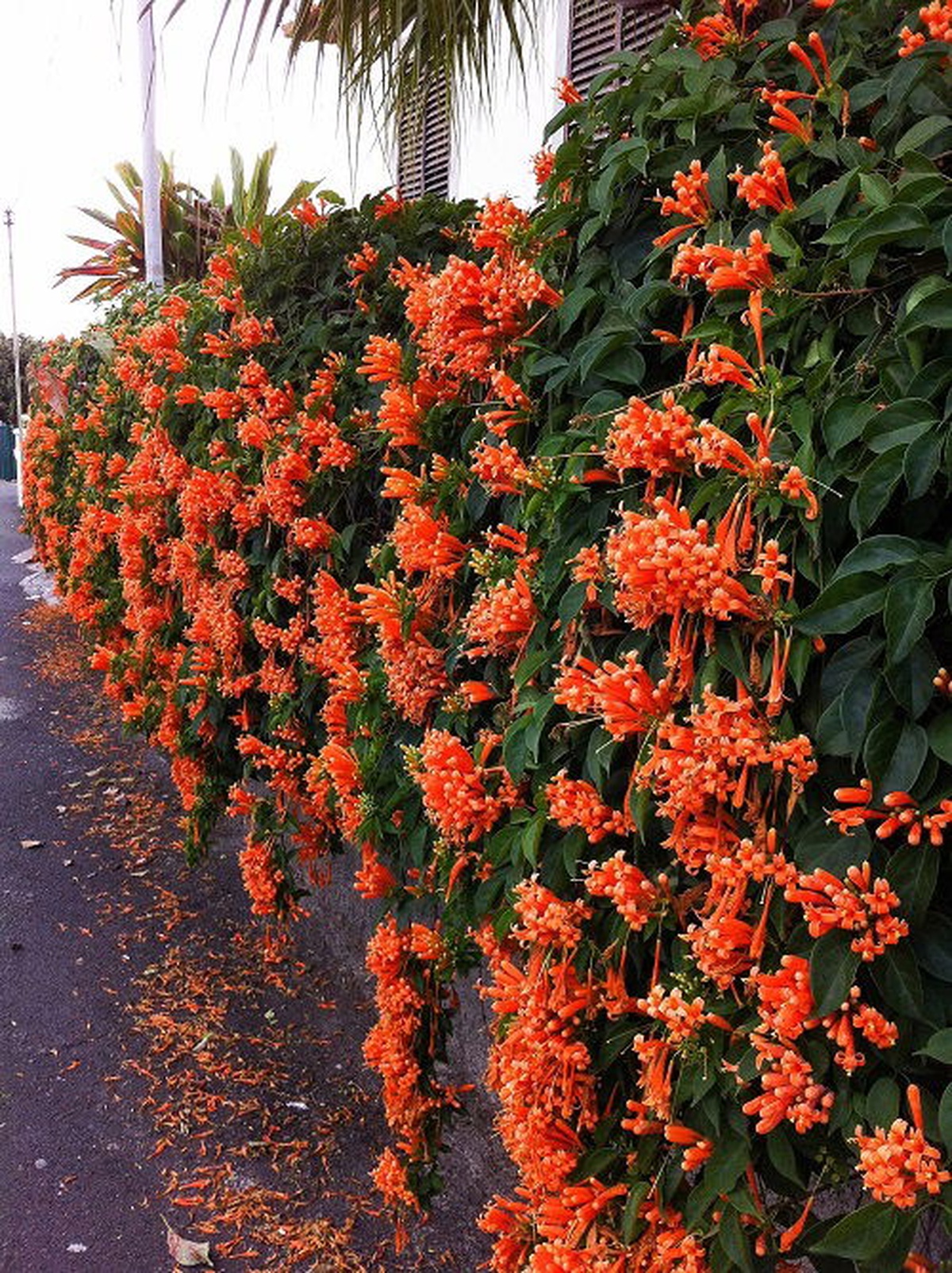 11 Stunning Climbers and Vines with Orange Flowers for Your Garden