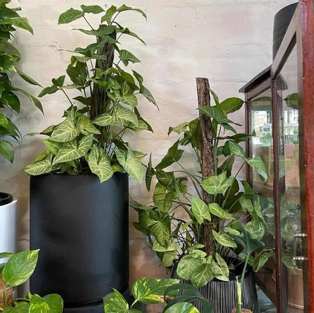 12 Amazing Vines That Grow Without Sunlight for Plant Lovers