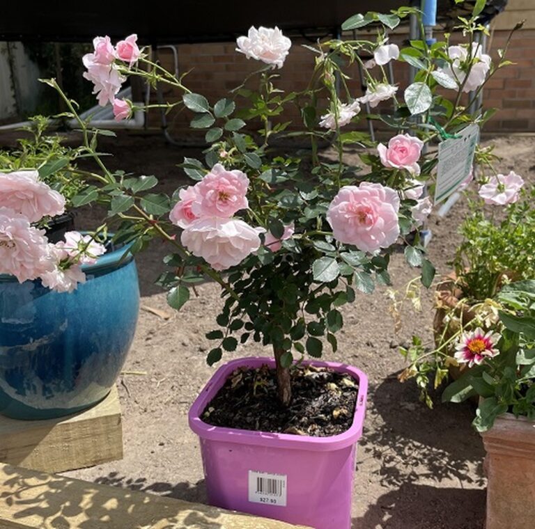 6 Common Problems With Roses in Pots and How to Fix Them