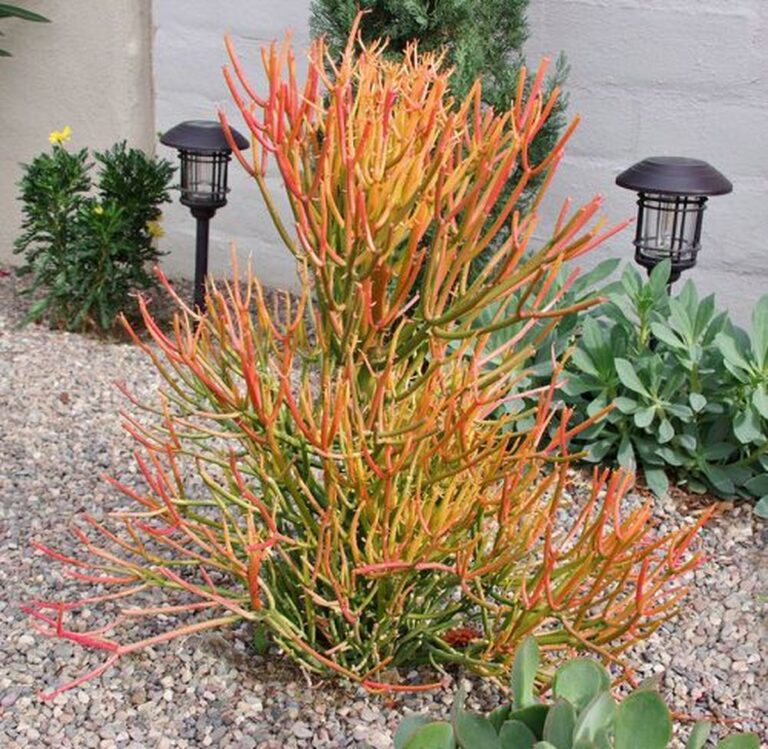 26 Fascinating Milky Sap Plants Every Garden Lover Should Know