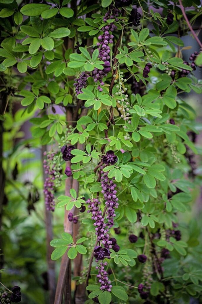 17 Beautiful Plants with 5 Leaves Per Stem to Discover