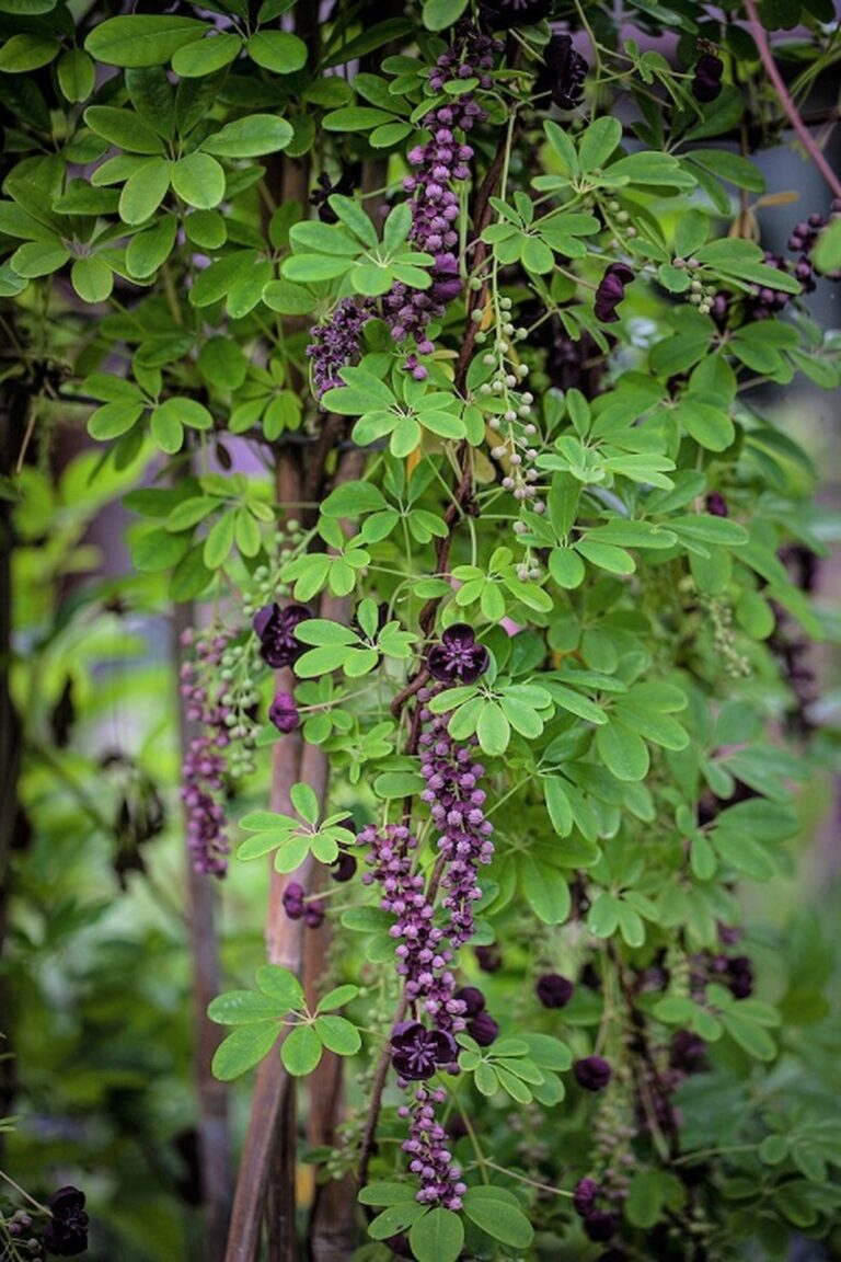 17 Beautiful Plants with 5 Leaves Per Stem to Discover