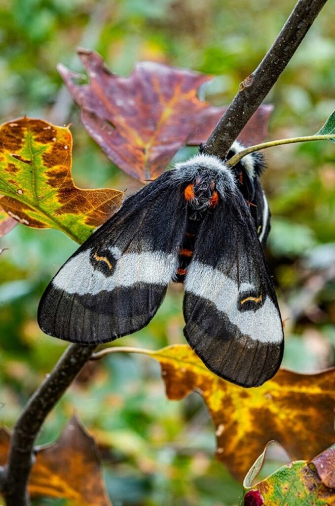 28 Adorable Moths That Are As Beautiful As Butterflies