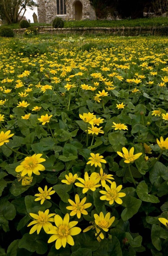 17 Beautiful Irish Flowers to Brighten Your Garden Space