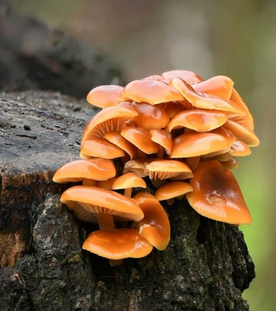 22 Delicious Edible Mushrooms that Grow on Trees to Try Today