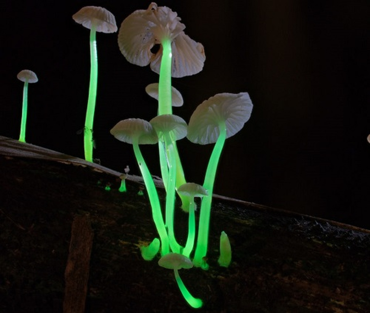 11 Enchanting Glow in the Dark Mushrooms That Light Up Night