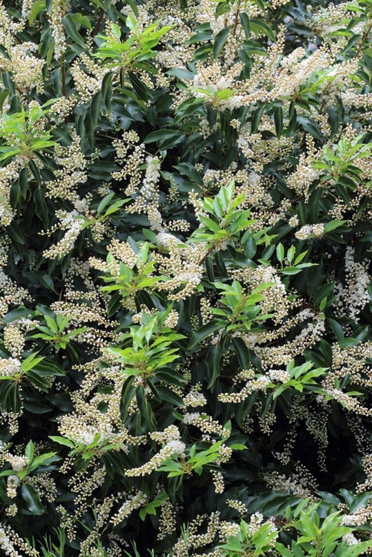 47 Beautiful Native Florida Flowers That Brighten Any Garden
